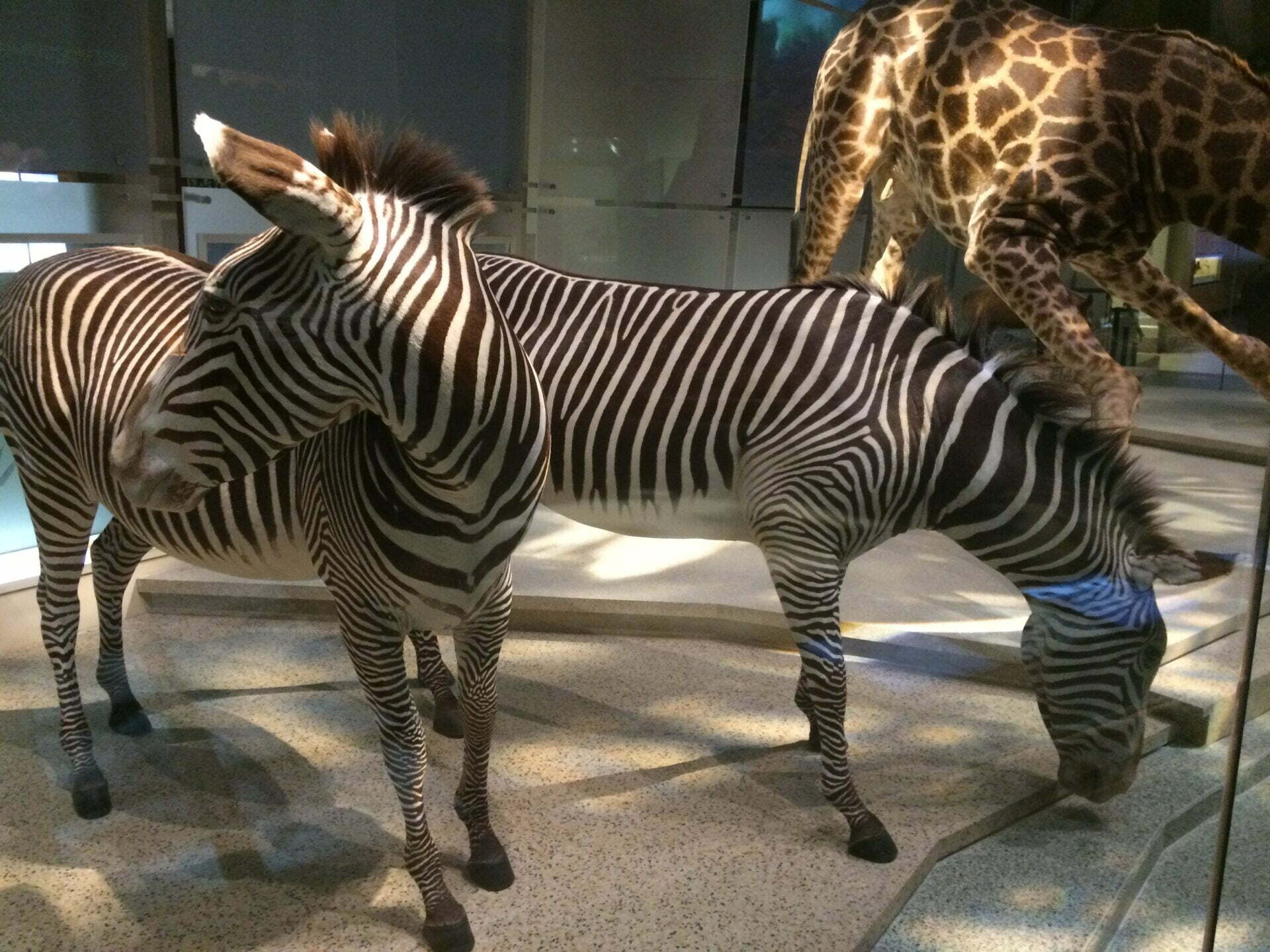 Exhibits include animal and dinosaur bones and taxidermy! The allure of ...